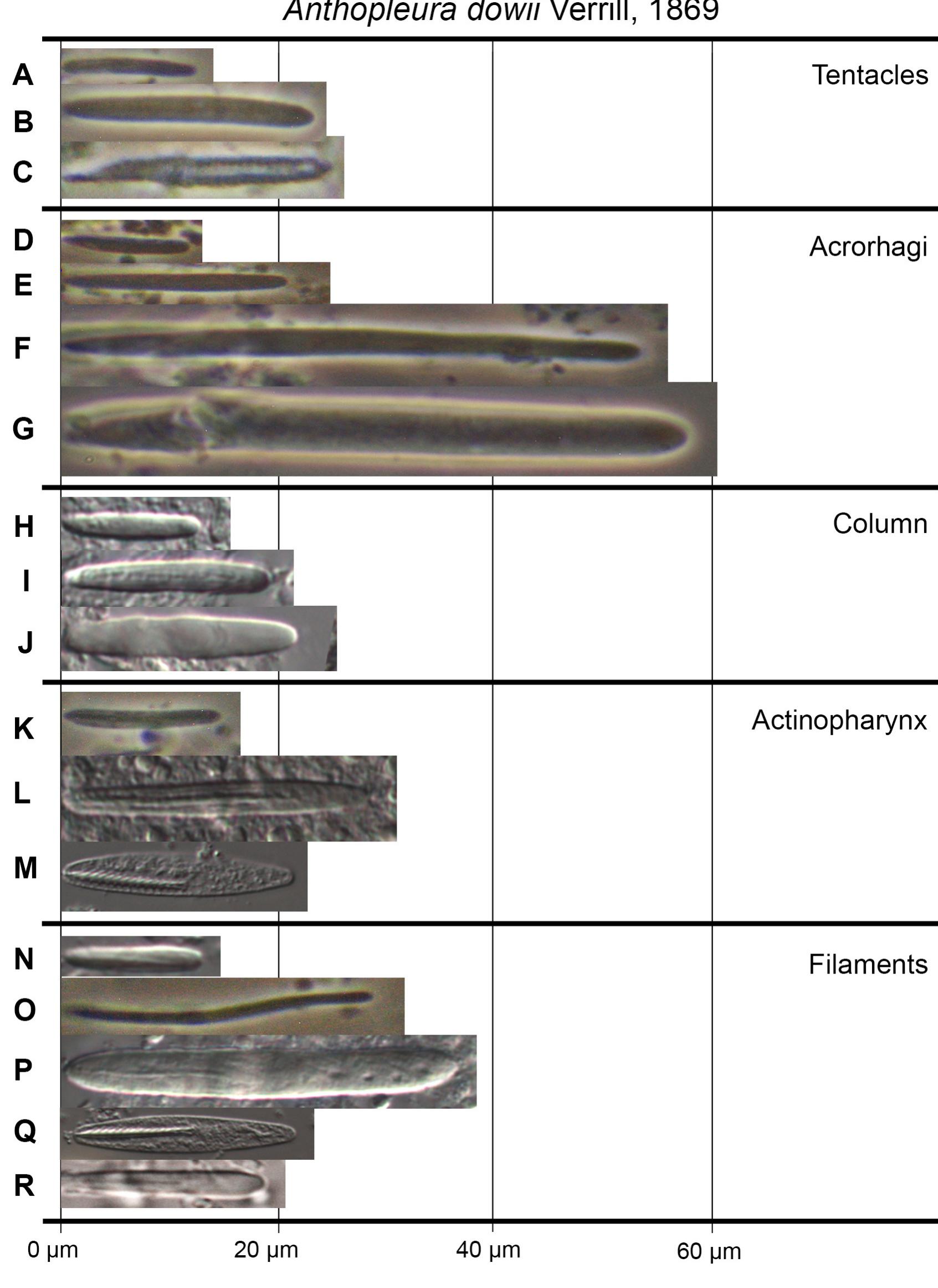 Cnidae of anthopleura dowii verrill, 1869. a, b, d, e, h, i,
