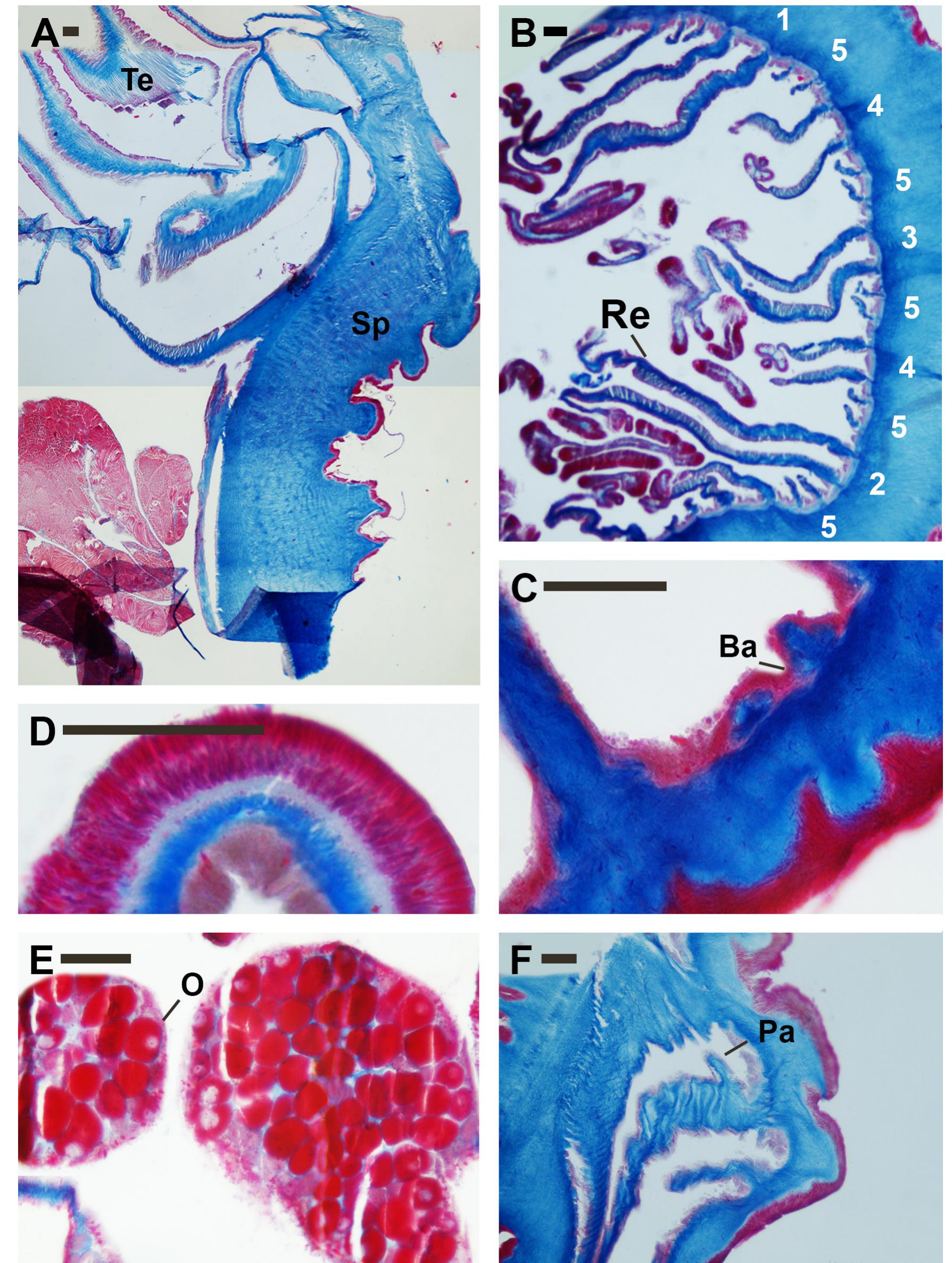 Internal anatomy of calliactis polypus (forsskal, 1775). a)