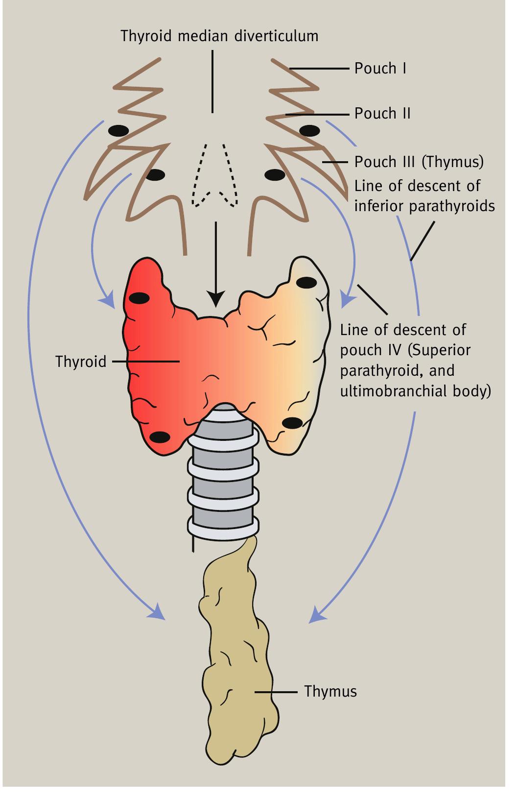 Parathyroid Gland Cadaver