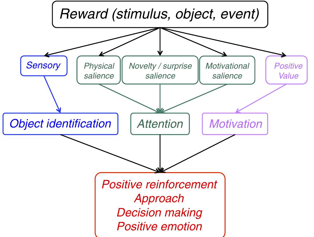 Reward components and their functions. the sensory component