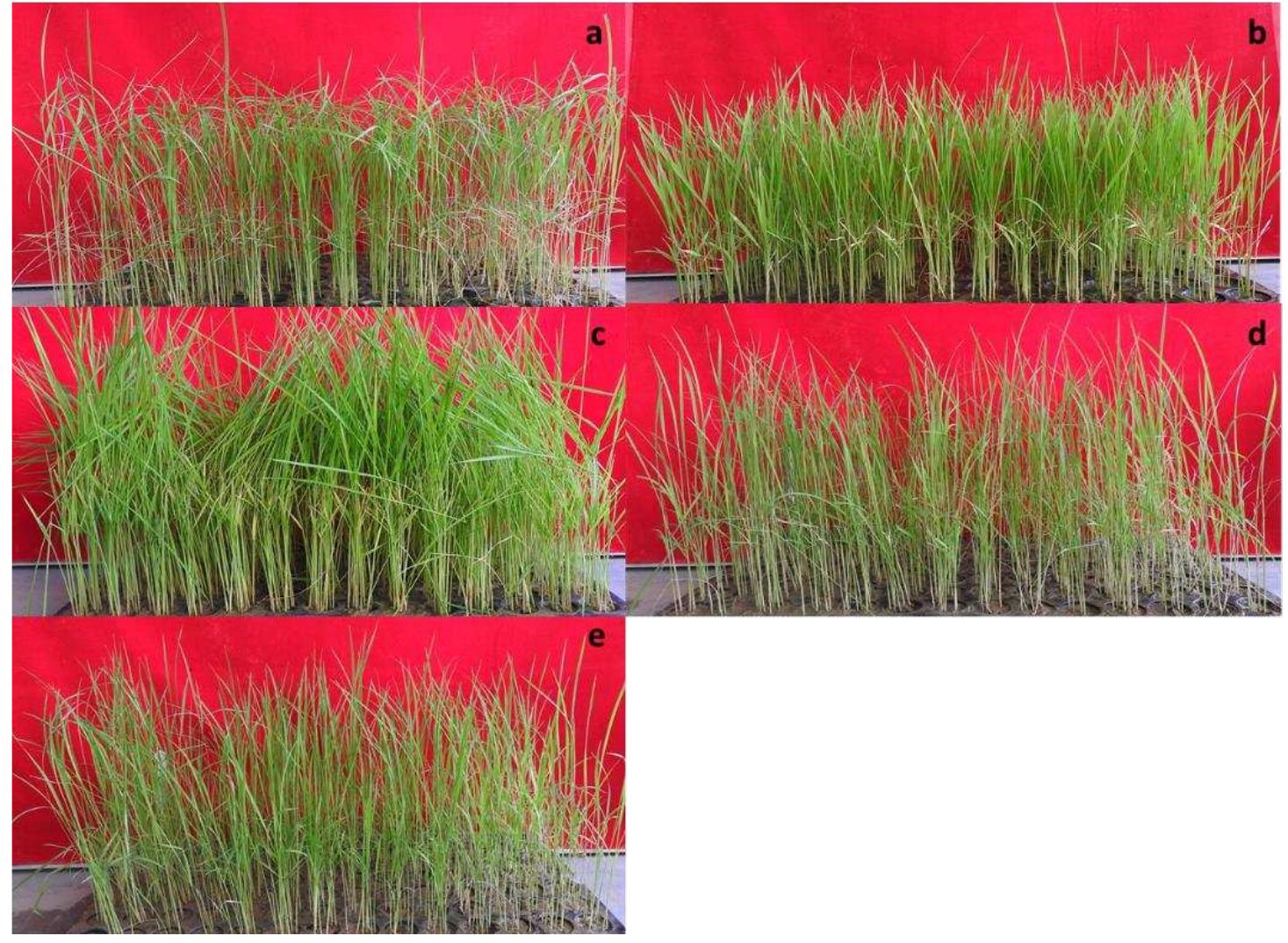 Rice genotypes inoculated with fusarium fujikuroi isolates