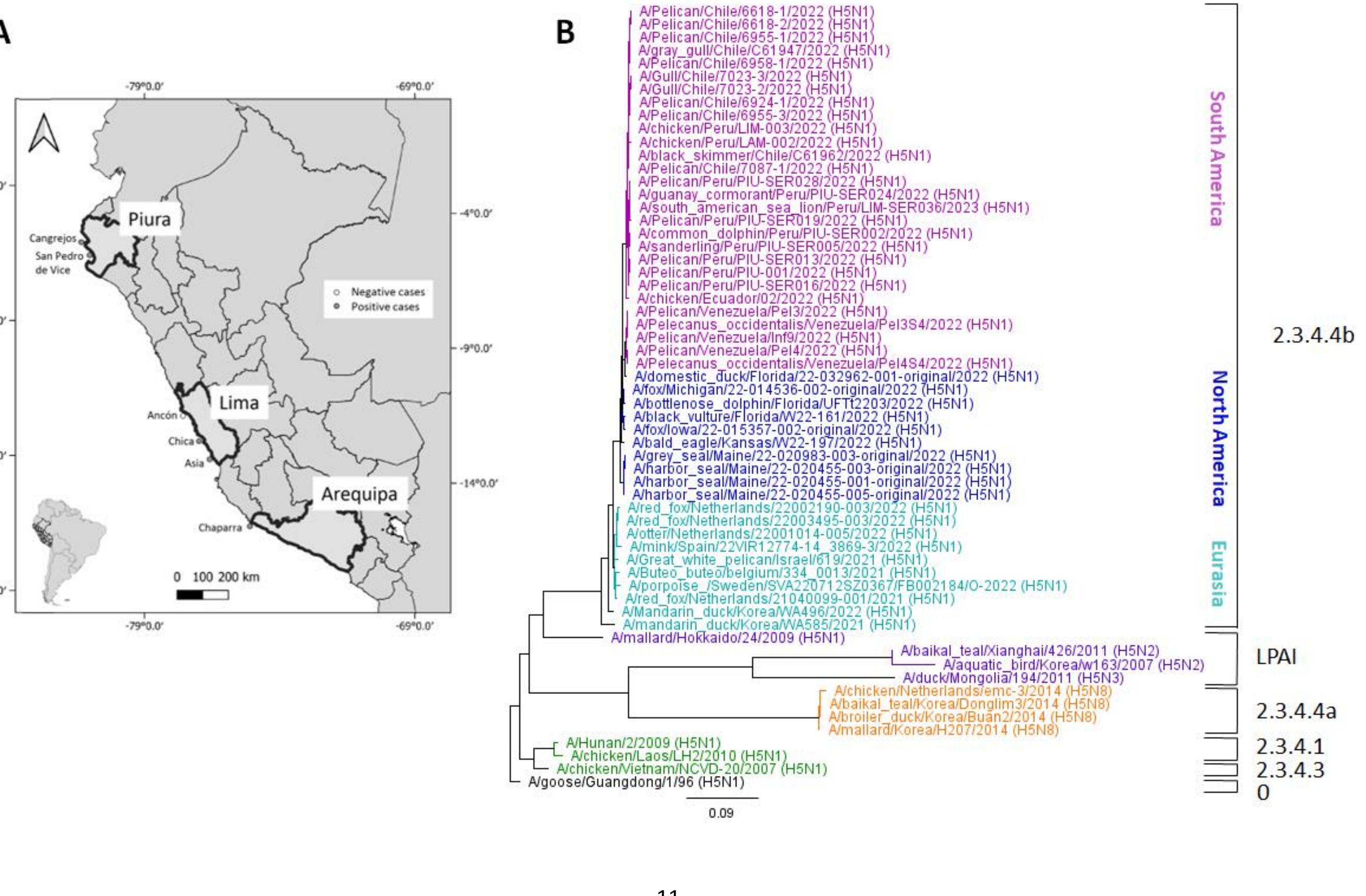 Collection sites and basic phylogeny of hpai a/h5n1. (a) map