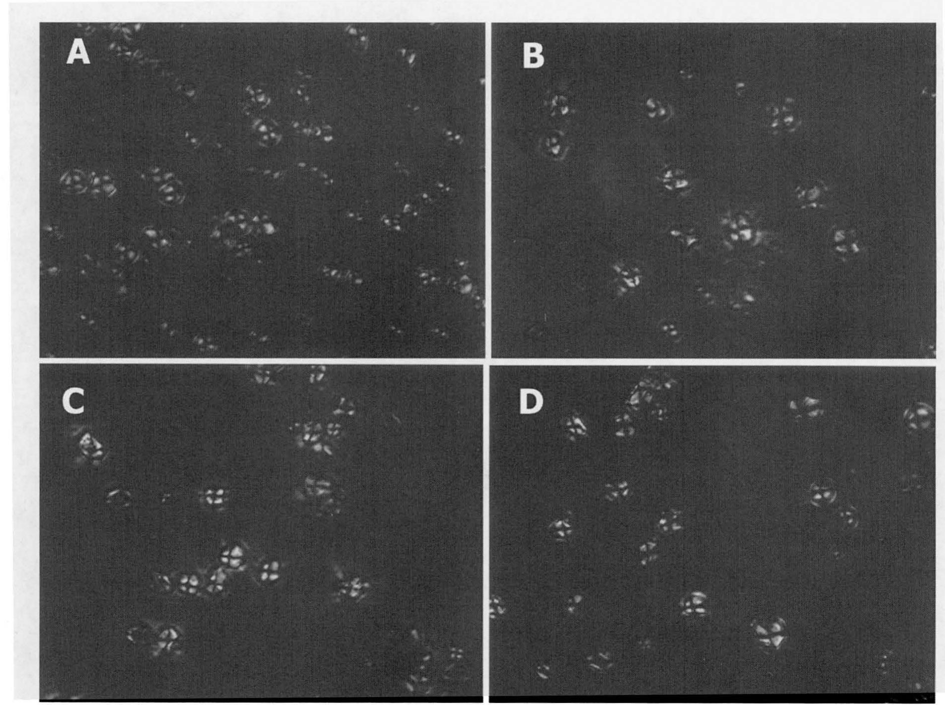 (PDF) Extraction and Characterization of Starch from Alkaline Cooked ...