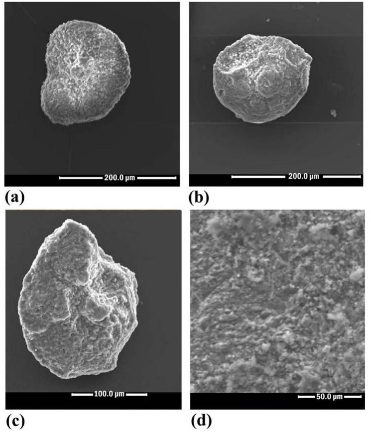 Scanning electron microscope photographs showing the benthic