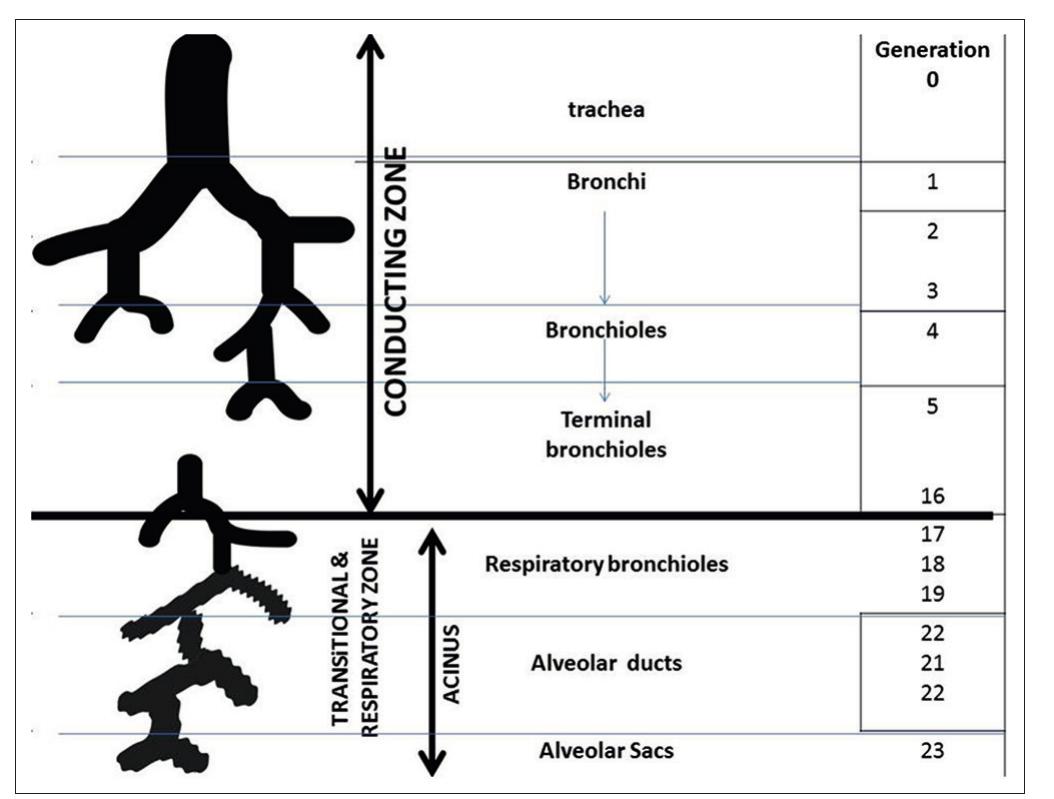 Tracheobronchial tree showing 23 generations the trachea is