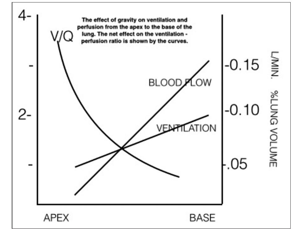 Ventilation perfusion ratio from apex to the base of lung