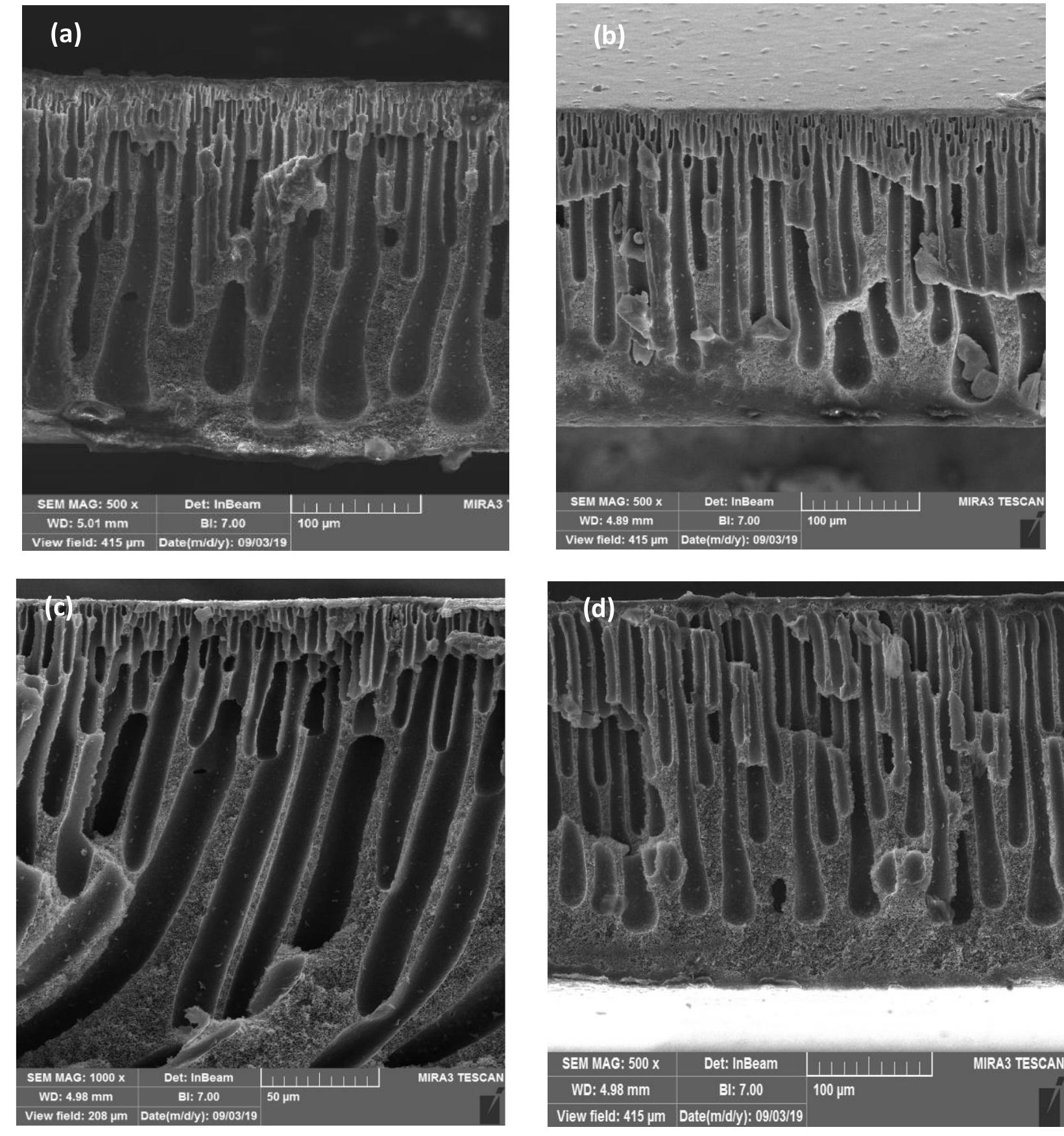 B. sem images from the cross-section morphology of