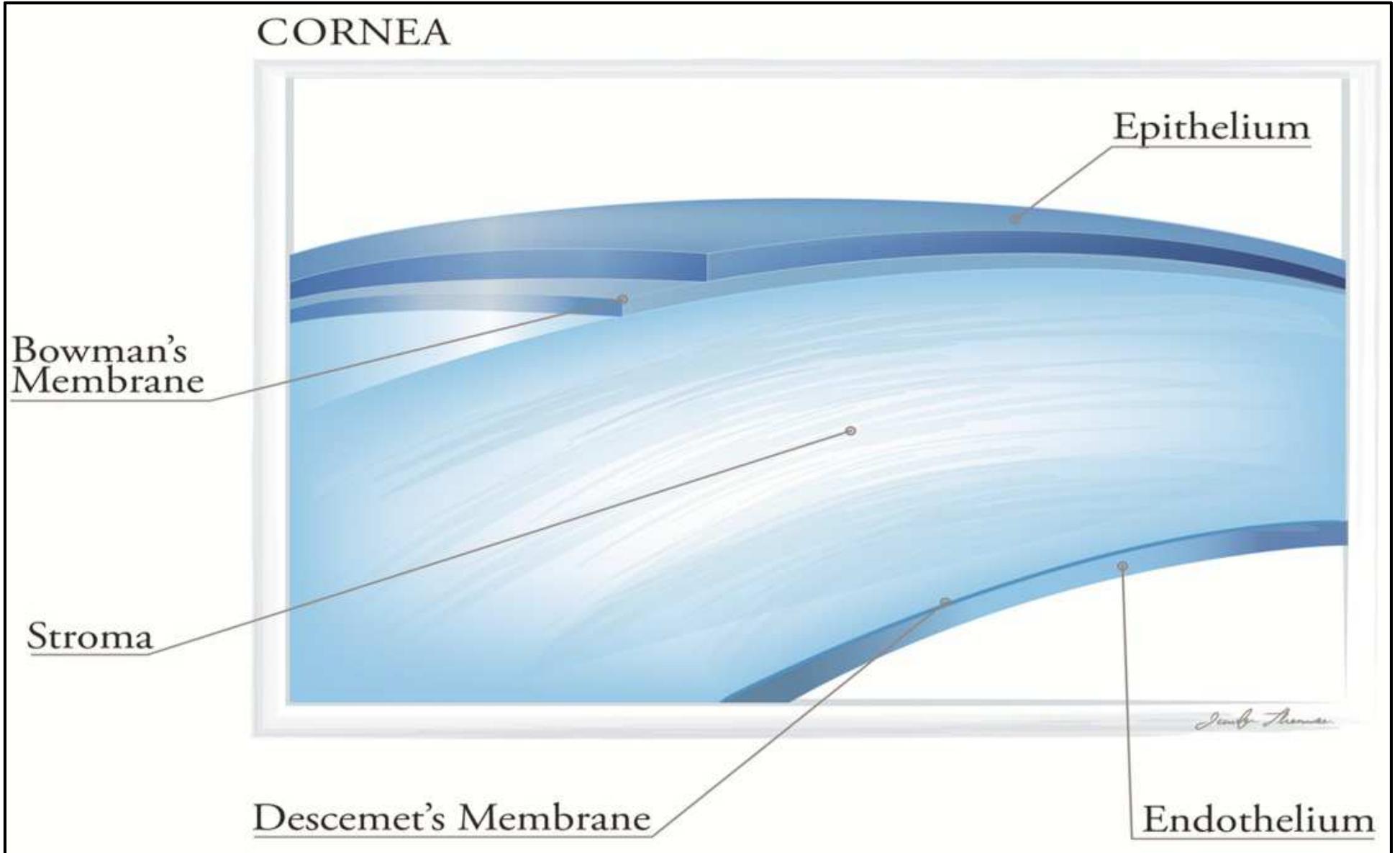 Anatomy of the cornea (illustration by jennifer thomson ph