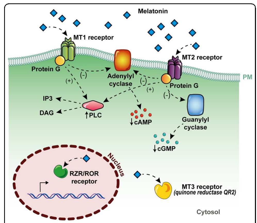 Mechanisms of action of melatonin. melatonin can exert its
