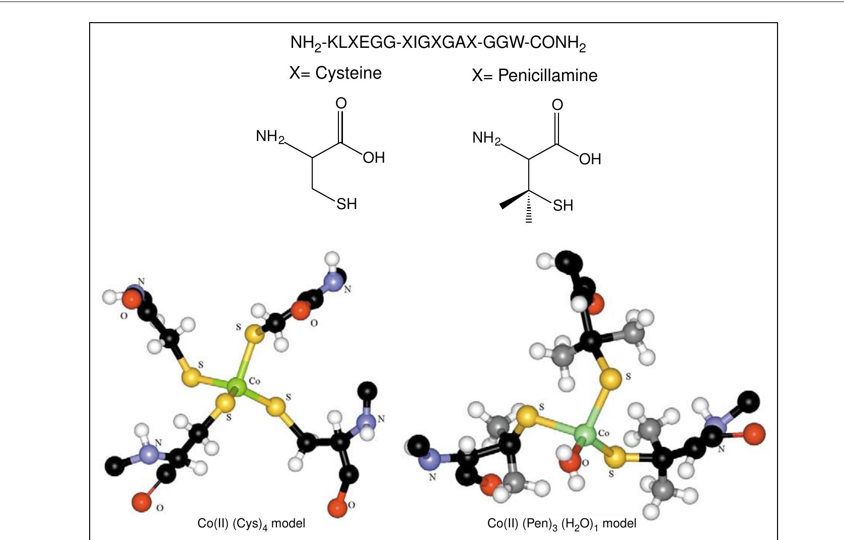 Sequence of the maquettes, chemical structures of cysteine