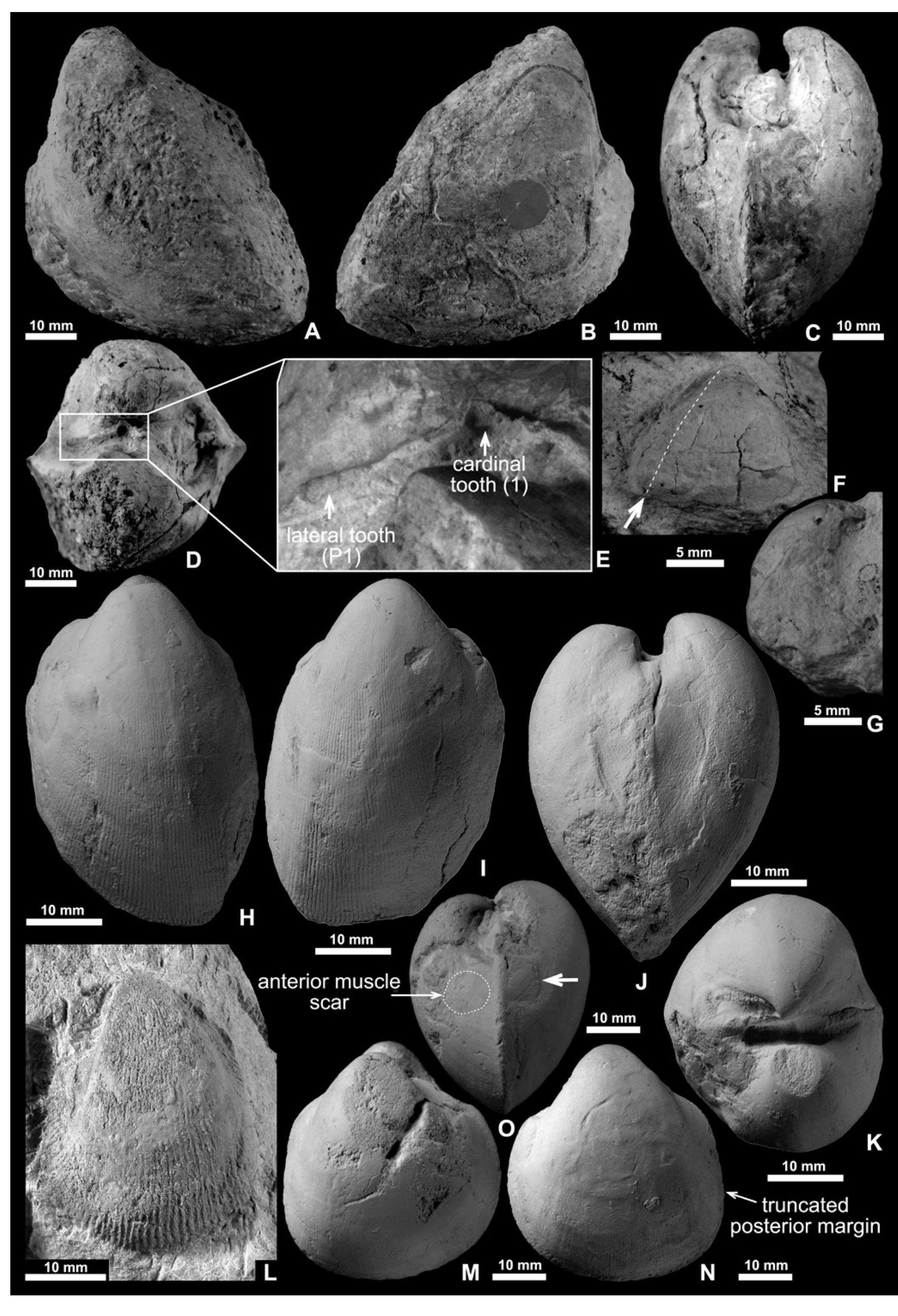 Figure 28 - Cenomanian–Turonian (Cretaceous) heterodont