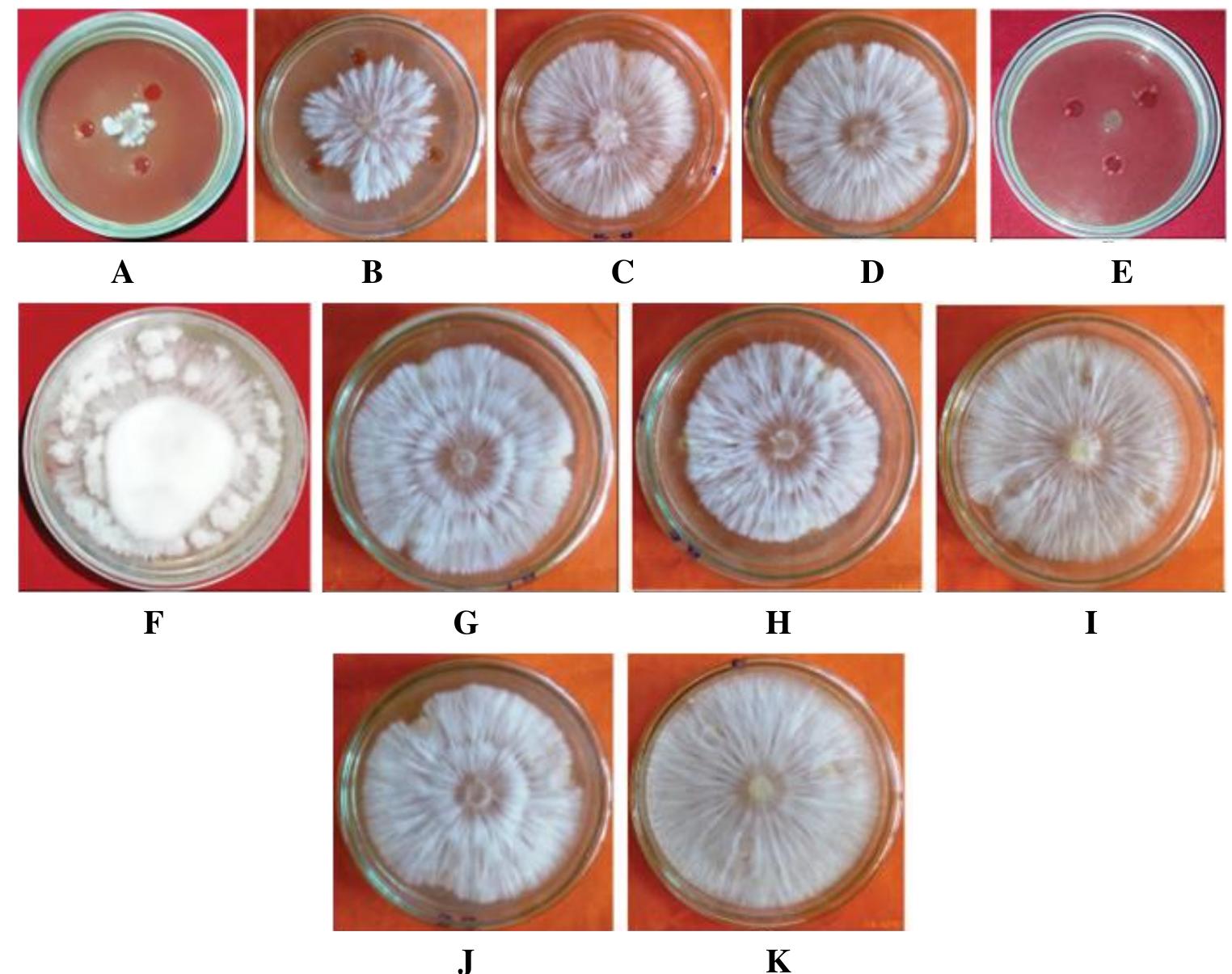 Pictorial view of radial mycelial mycelial growth of