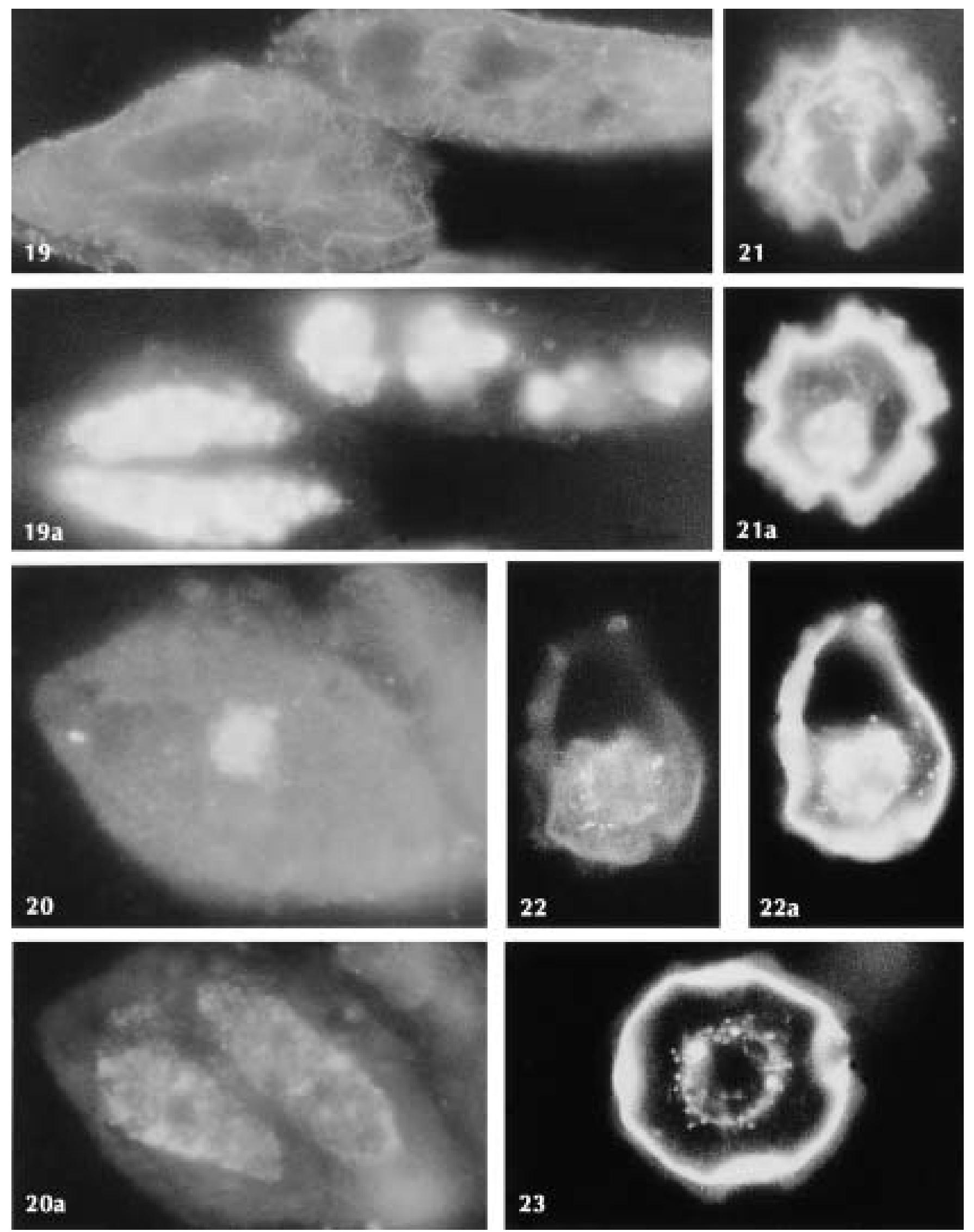 S. 19-23. fluorescence of tapetal cells and microspores of