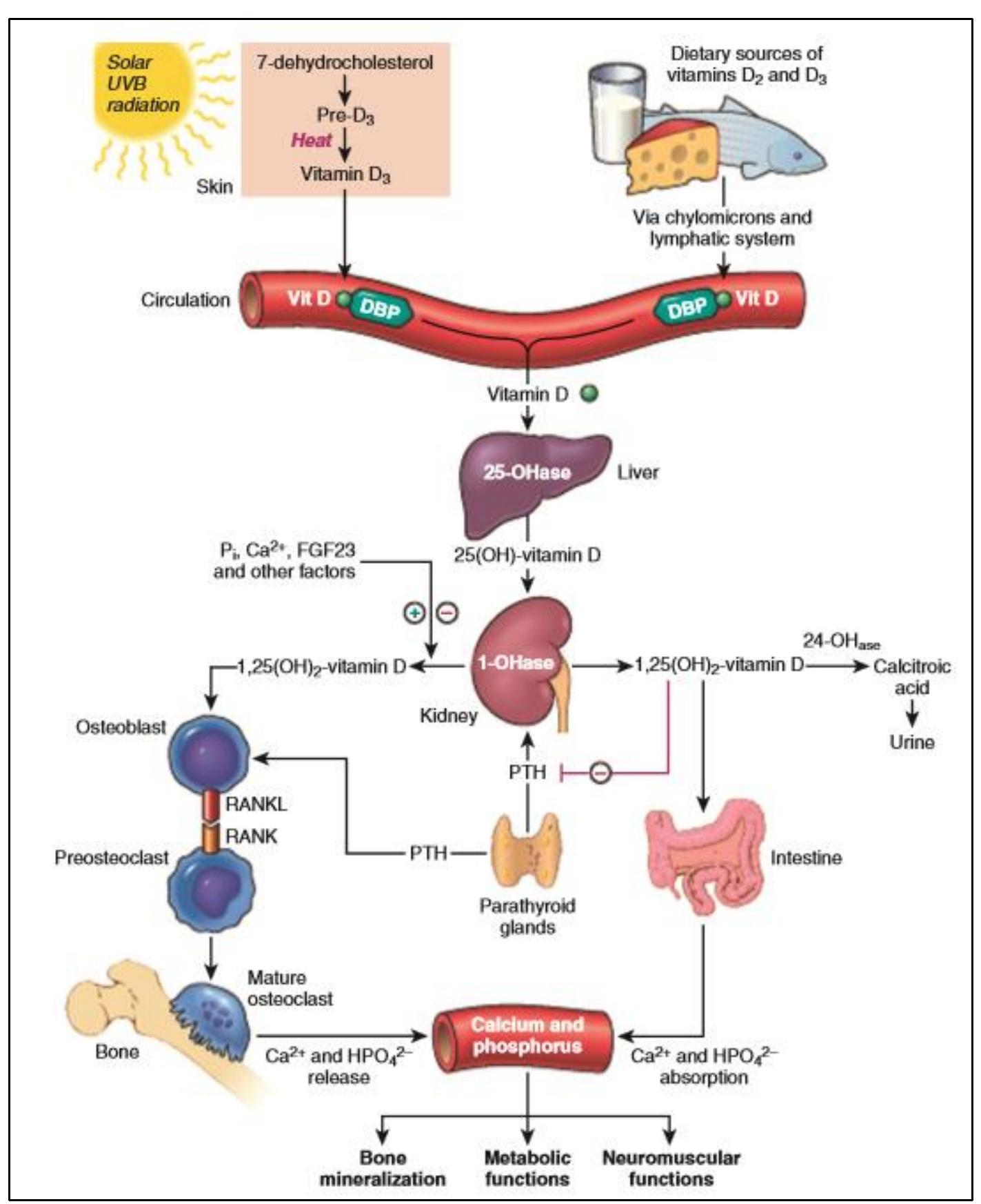 Gambar 1. skema metabolisme vitamin d. (diambil dari kumar v