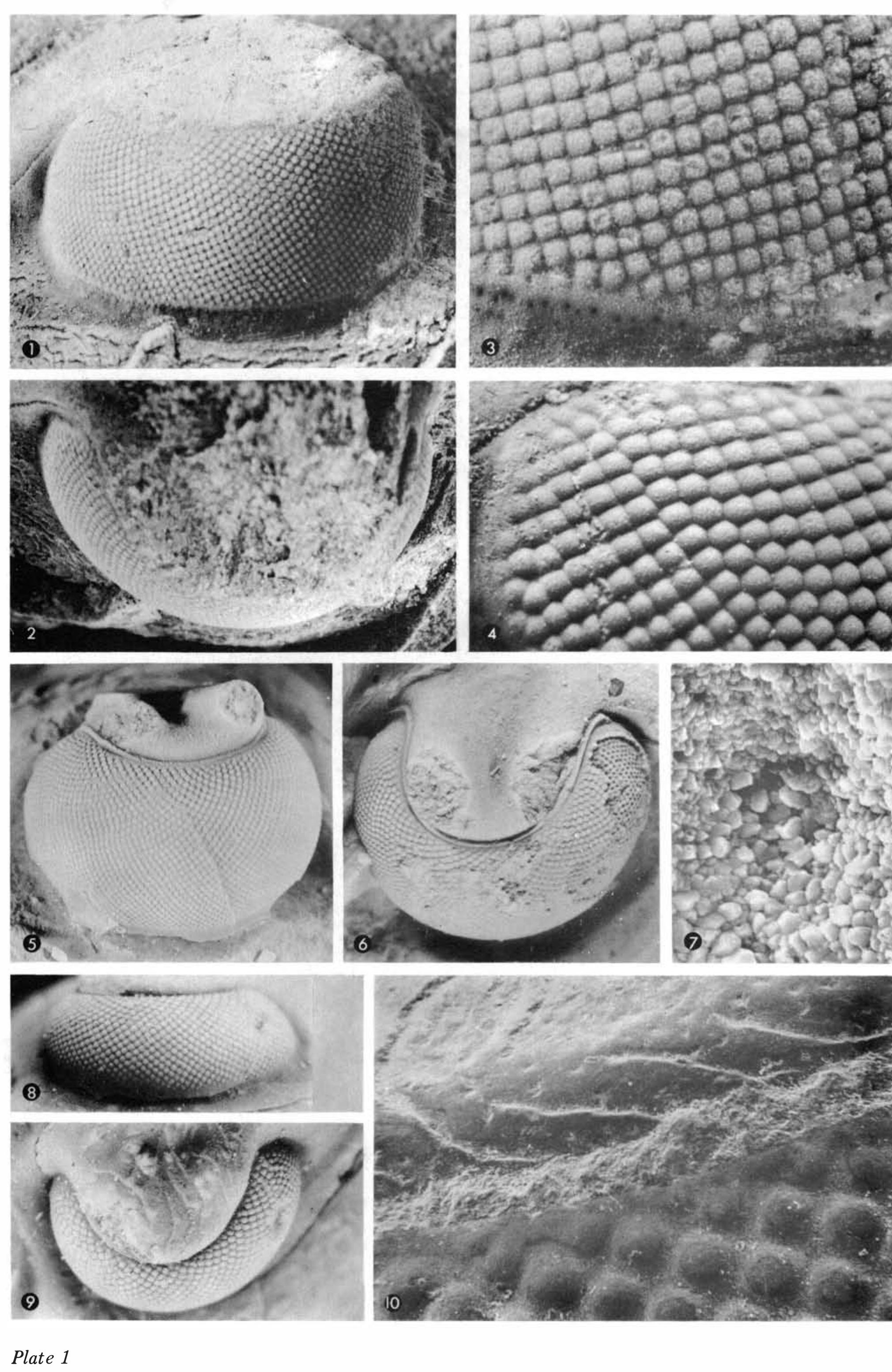Figure 7 - from The evolution of the eye in trilobites