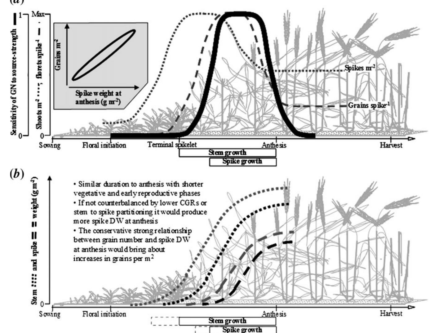 (a) a simplified schematic diagram of wheat development,