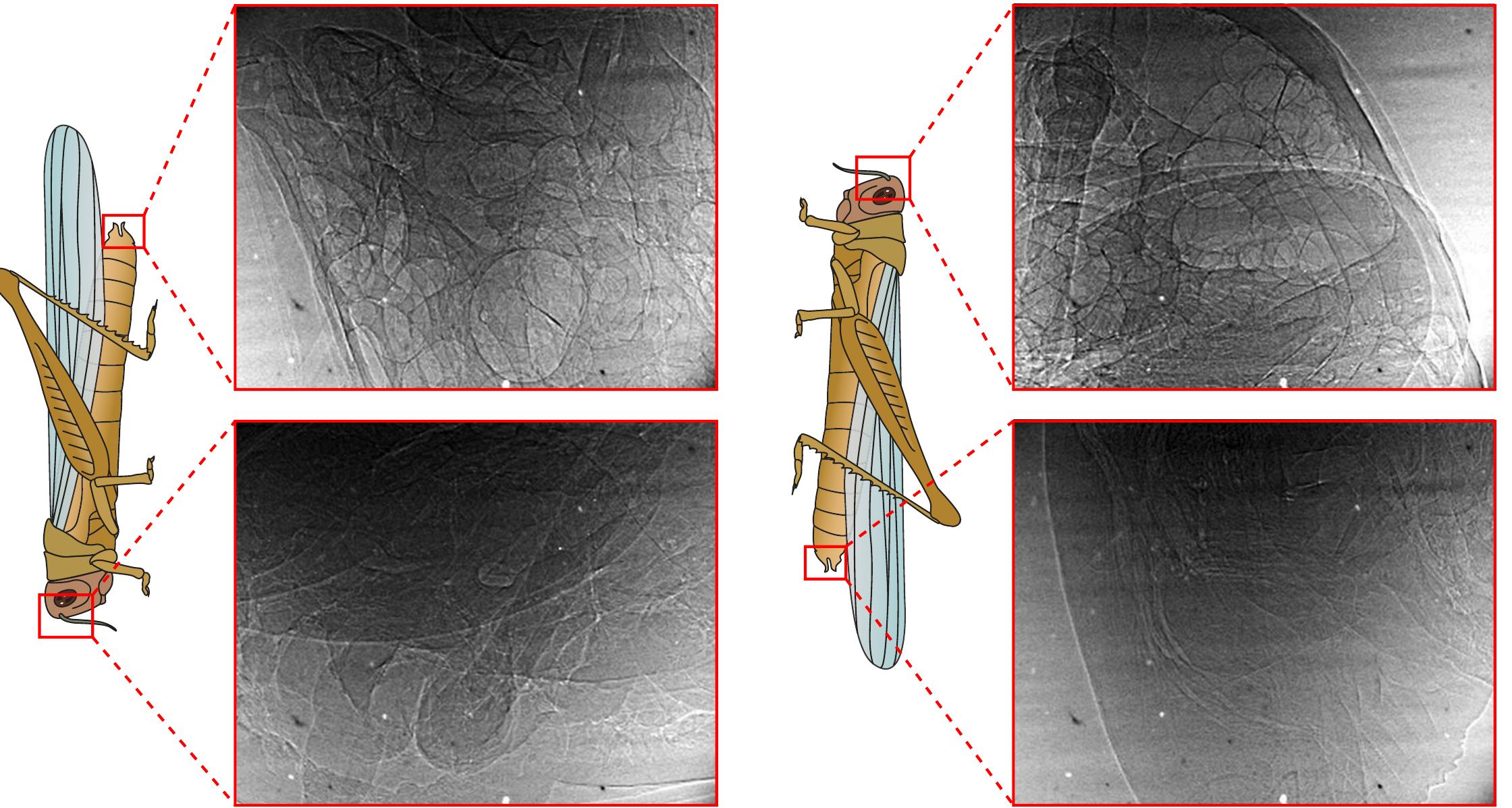 (PDF) How Locusts Breathe