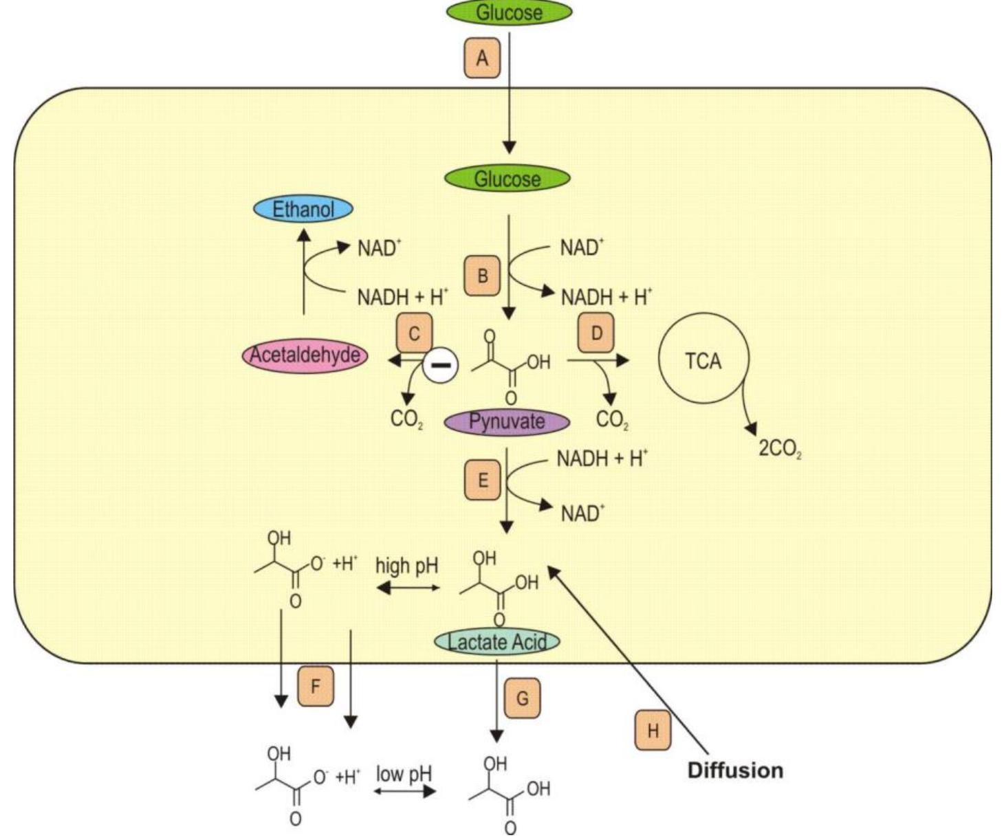 Schematic diagram of the metabolic pathway of lactic acid