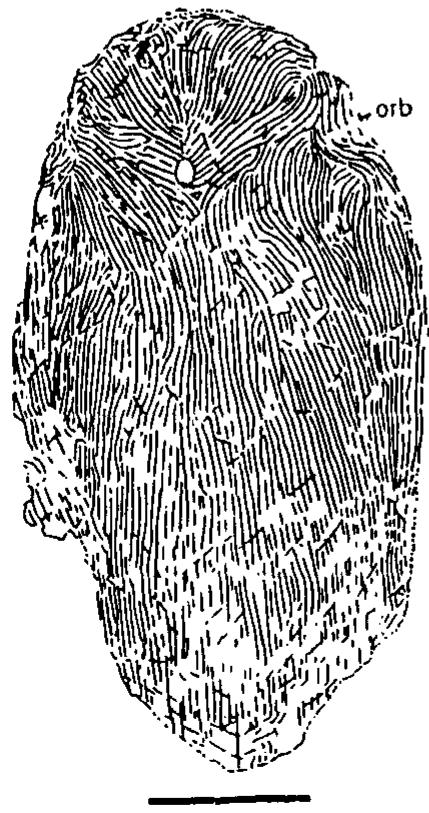 Anglaspis gjelsviki n. sp. drawing of dorsal view of dorsal