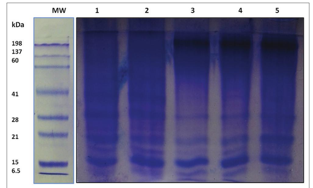 Native-polyacrylamide gel electrophoresis of proteins from