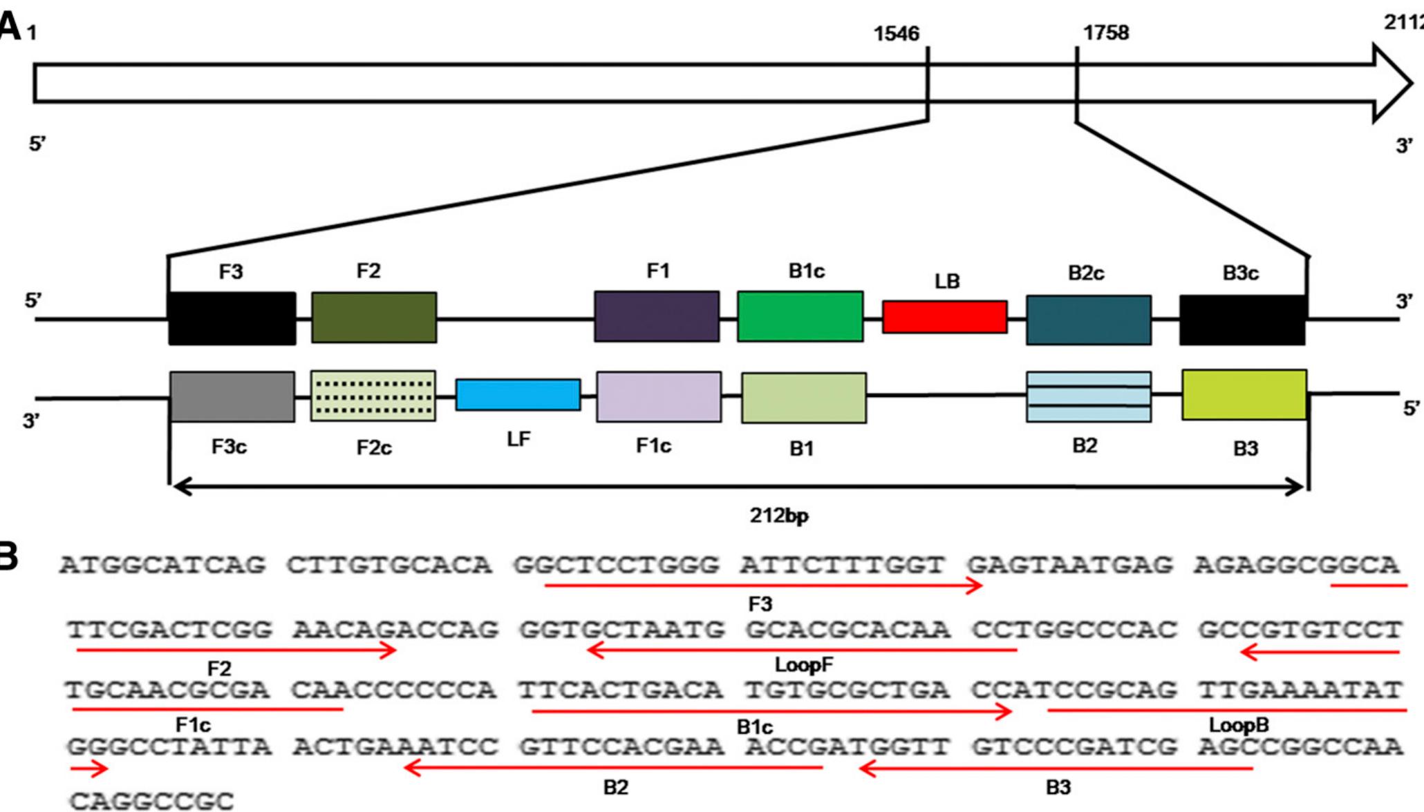 Design Of Loop Mediated Isothermal Amplification Lamp