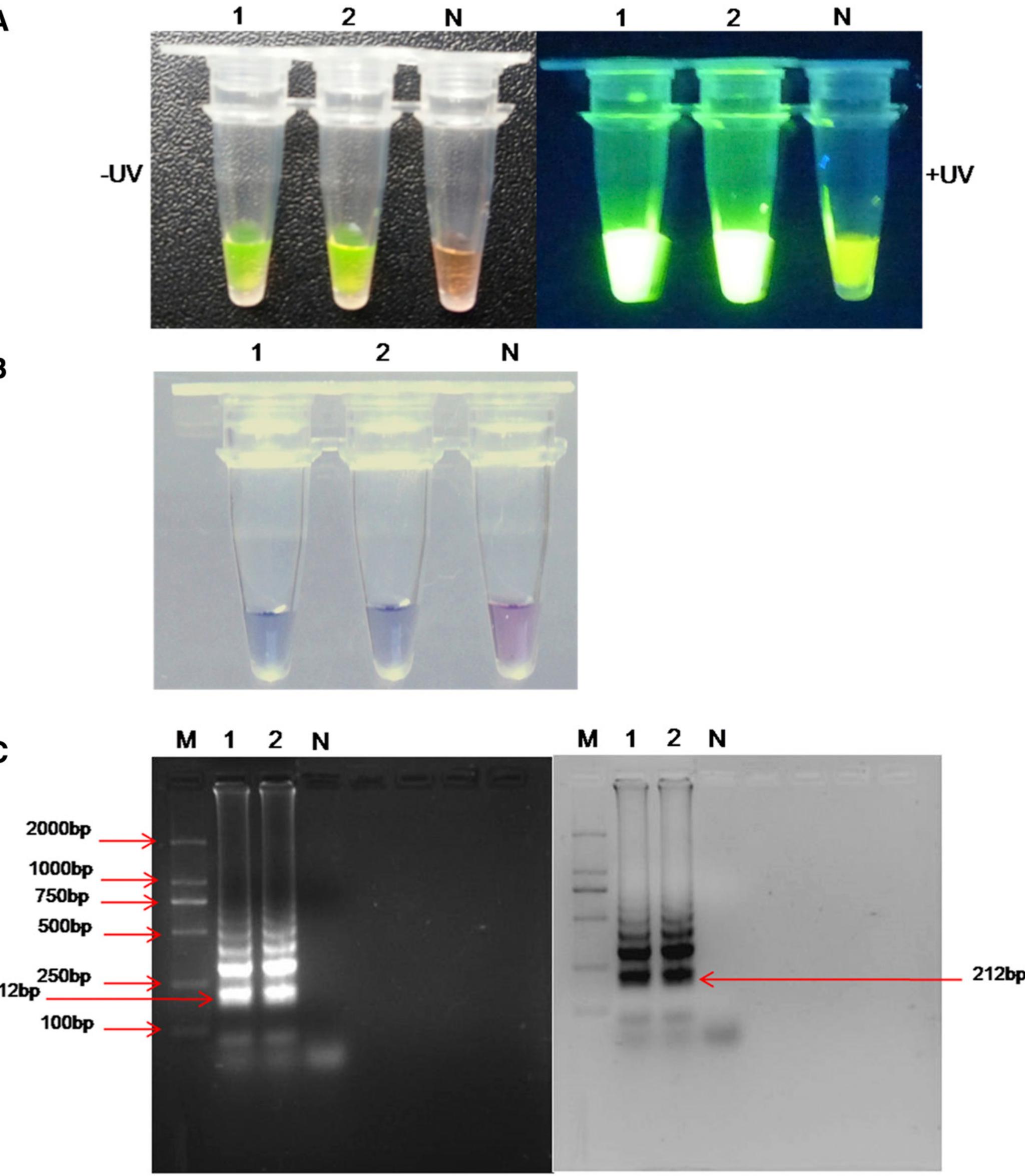 Detection of ustilaginoidea virens dna using a loop-mediated