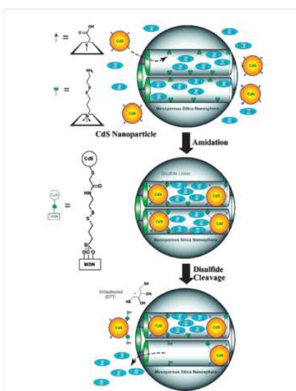 Diagrammatic representation of the cds nanoparticle-capped