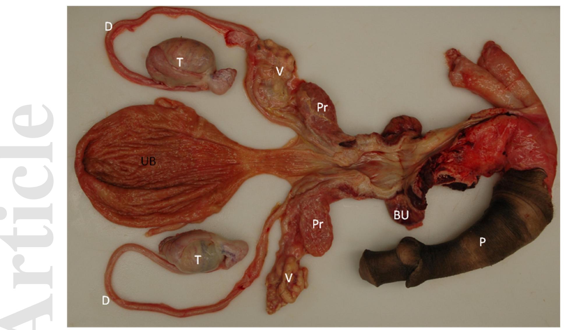 Reproductive anatomy of an adult male malayan tapir. urinary