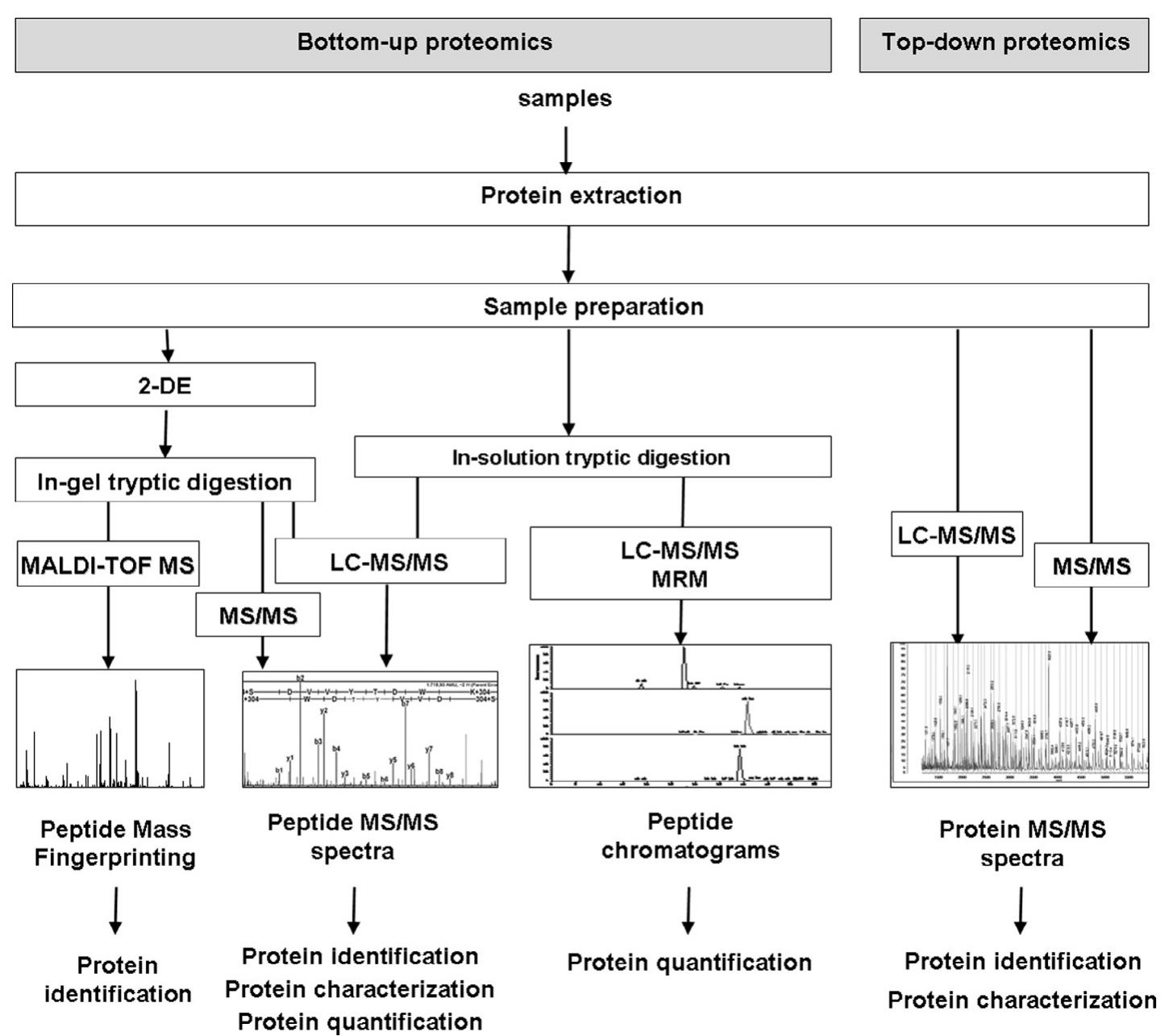 Proteomics workflows commonly used for food-technology