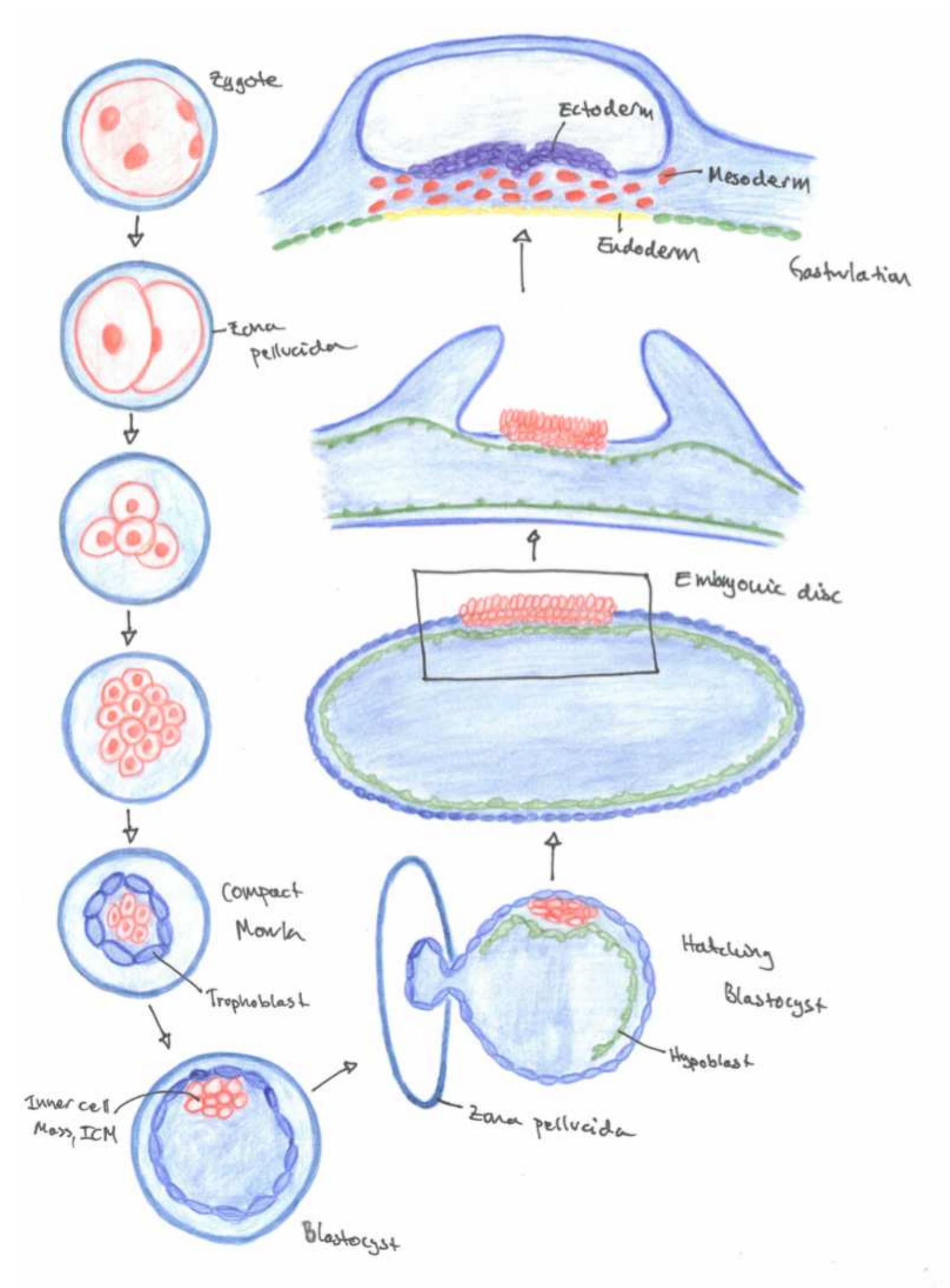 Development of the embryo from fertilization to gastrulation