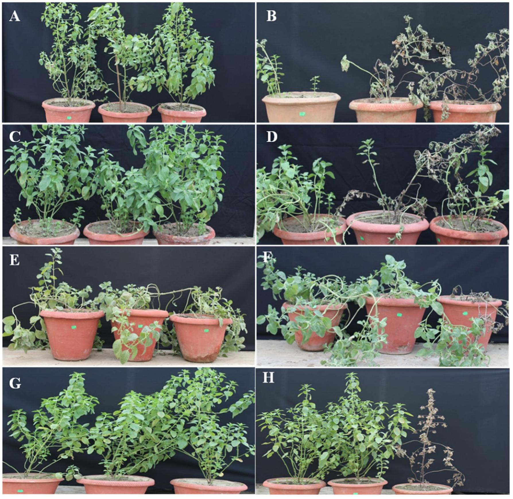 Different m. arvensis cultivars showing varied disease