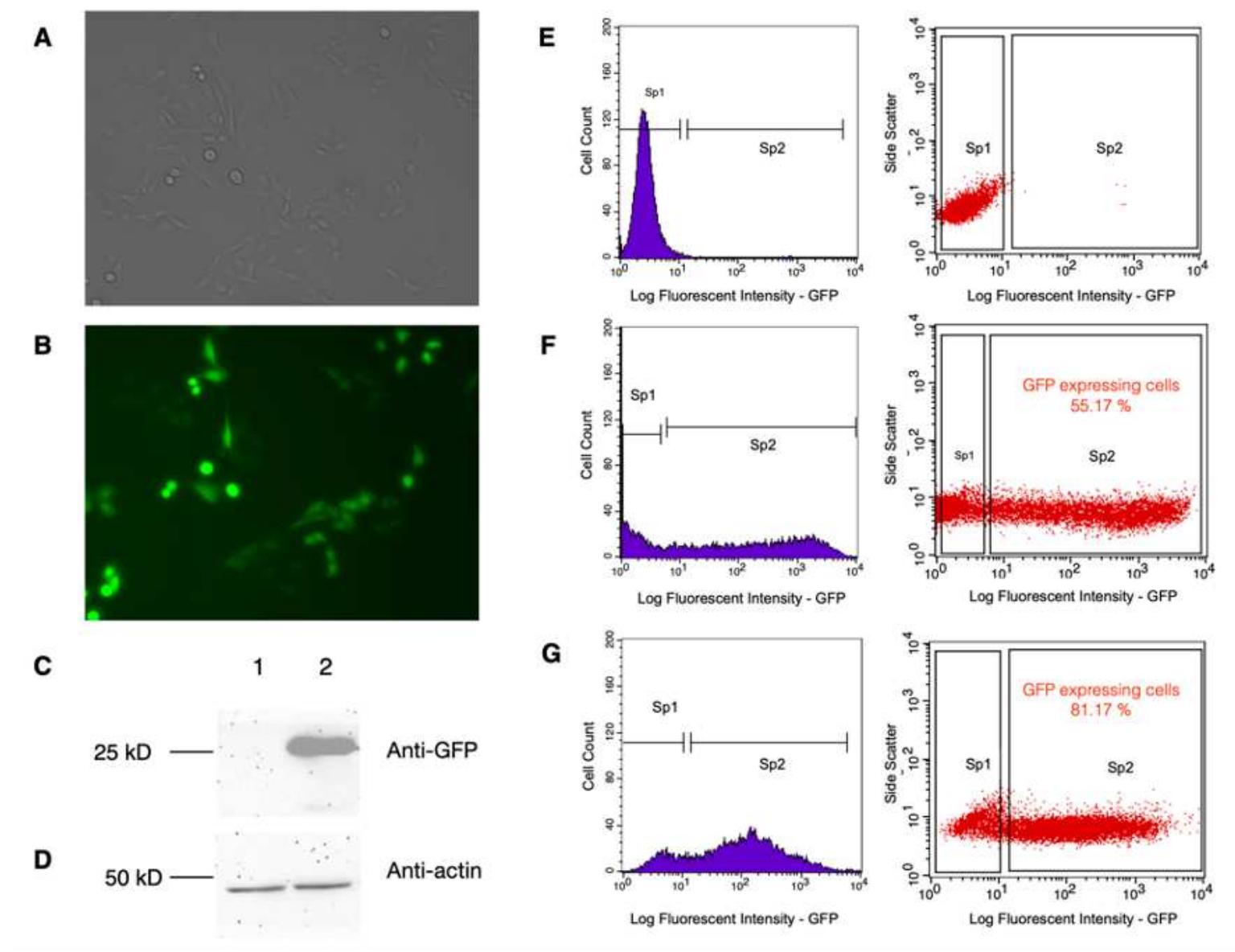 Fluorescence microscopy of cho-k1 cells transfected with