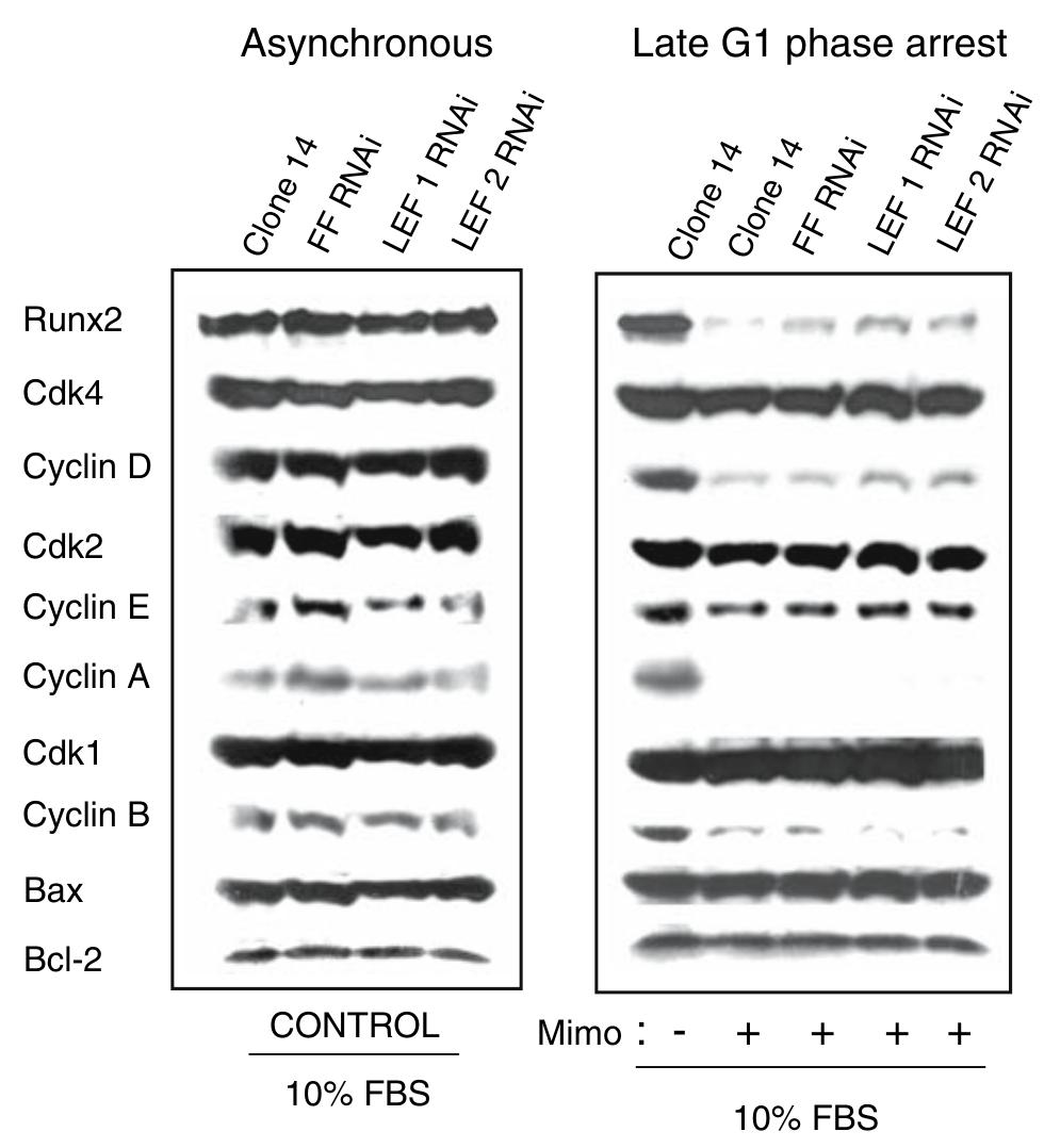 Runx2 levels are maintained in asynchronous cells and in g1