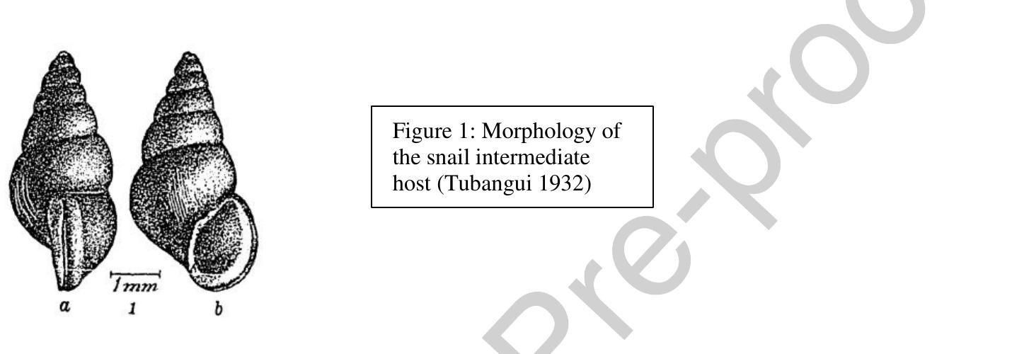 (PDF) Oncomelania hupensis quadrasi: Snail intermediate host of ...