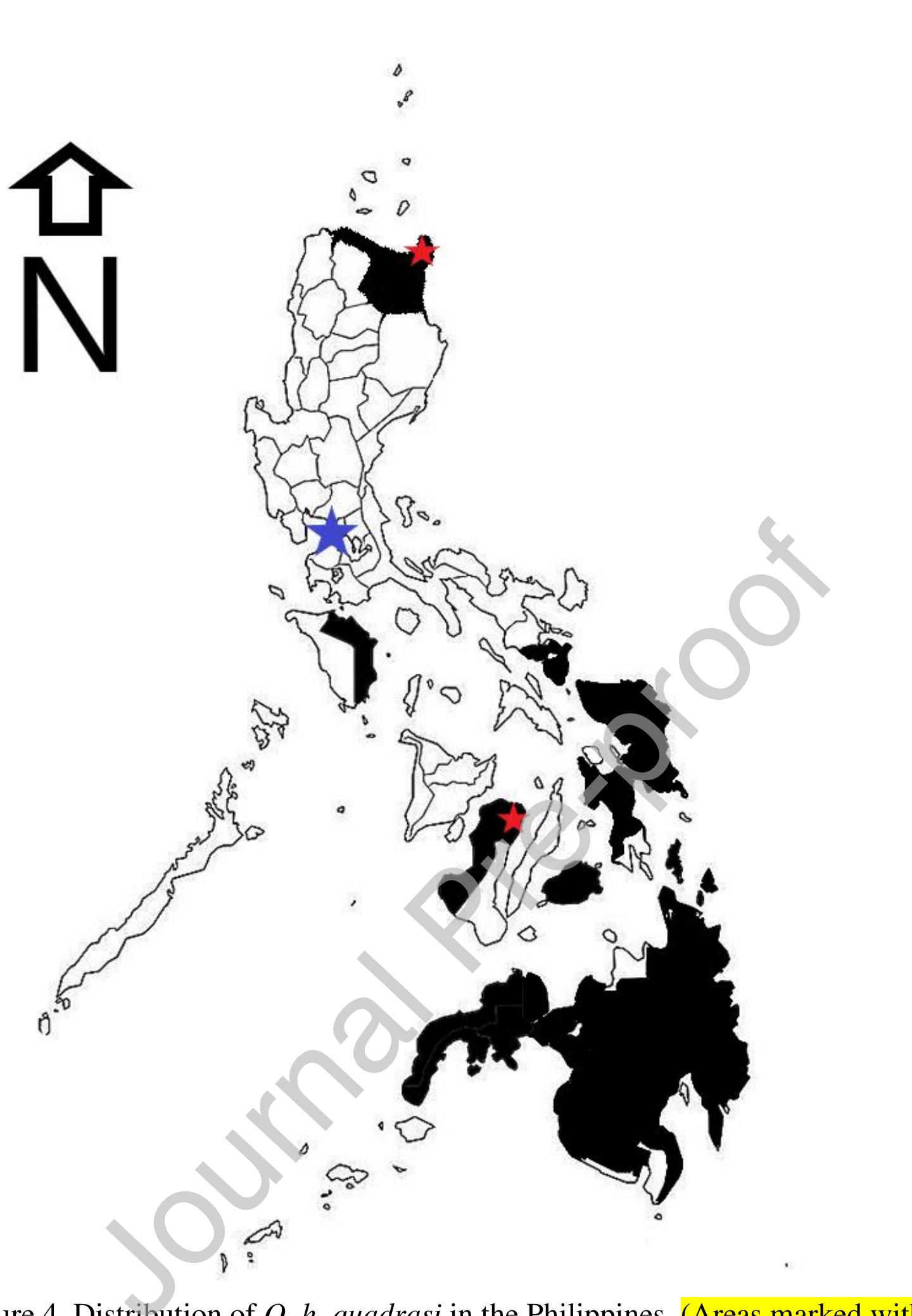 Figure 4 - Oncomelania hupensis quadrasi: Snail intermediate