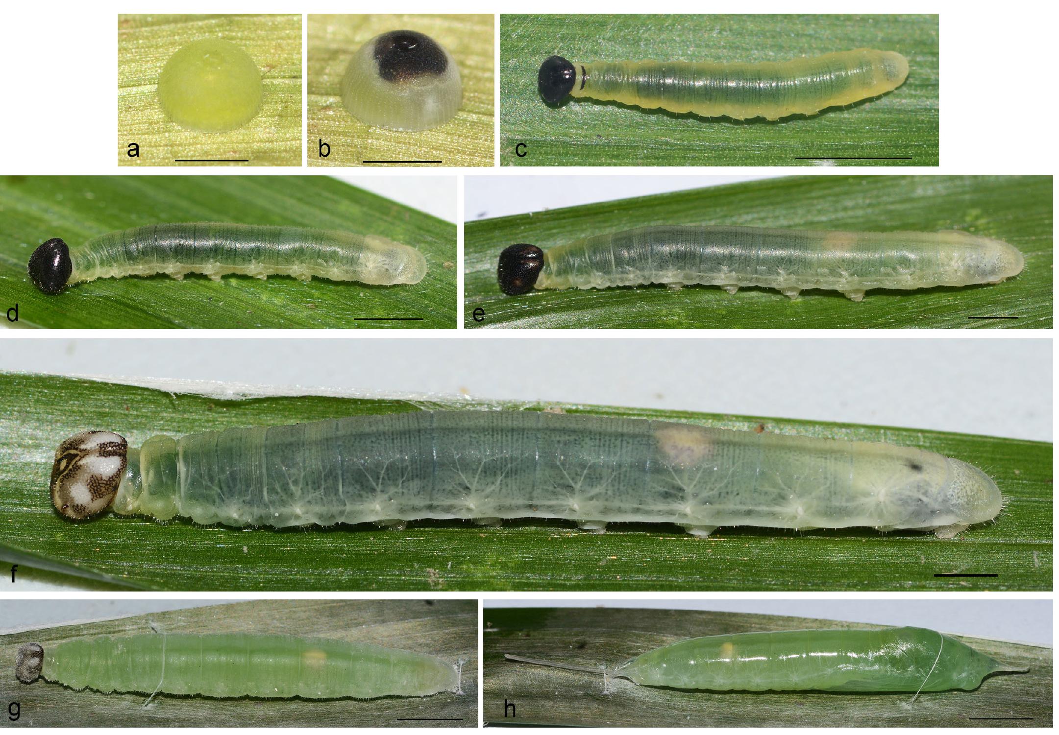Immature stages of ebusus ebusus ebusus: a) egg; b) egg with