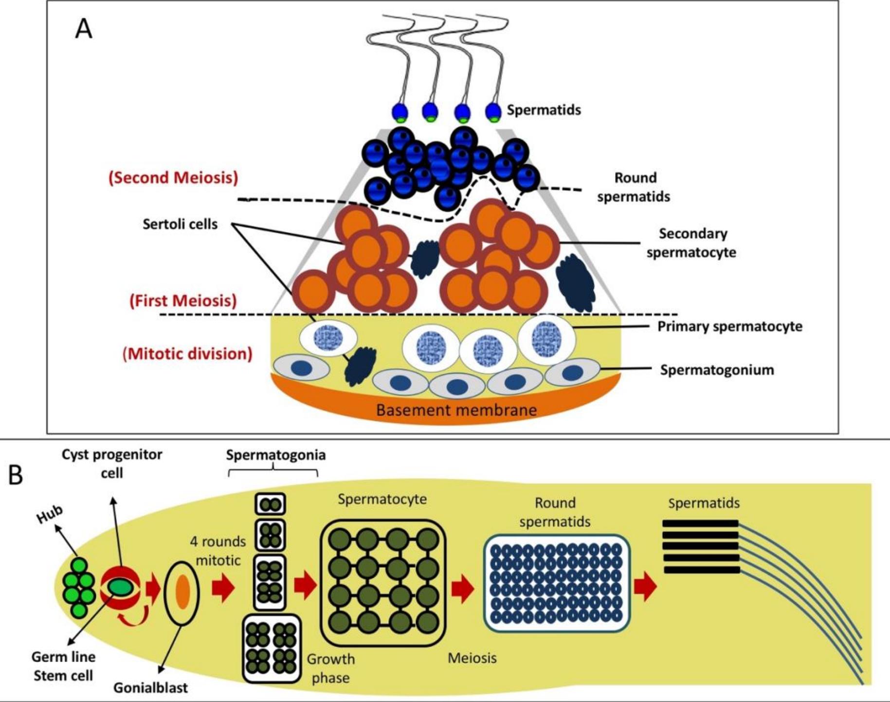 3: schematic overview of spermatogenesis classification in