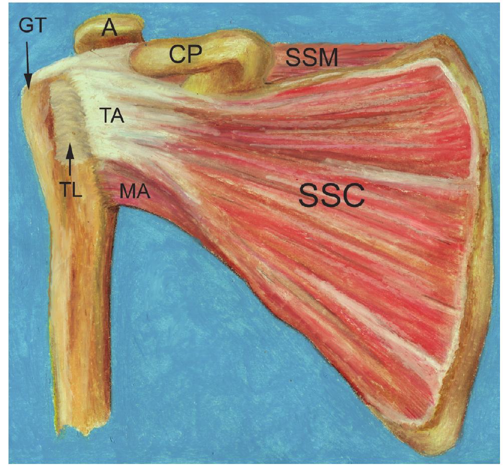 Anatomy of the subscapularis muscle. the subscapularis