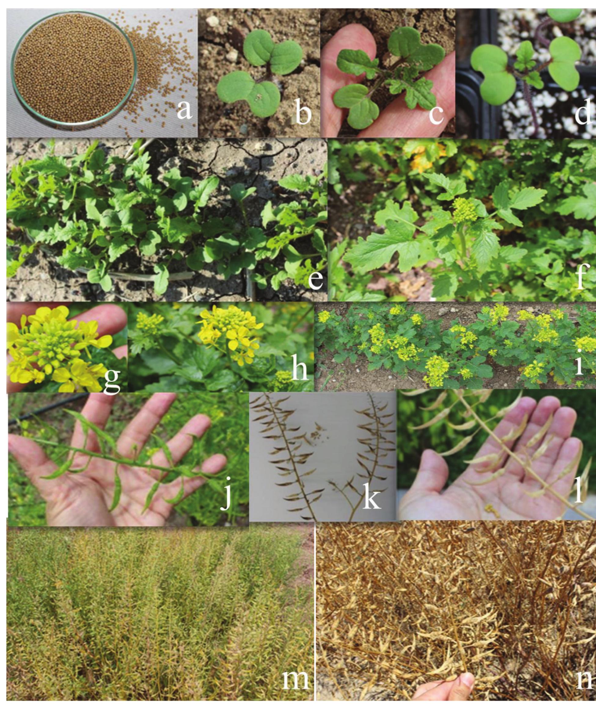 Growth stages of white mustard (sinapis alba). (a)-seed