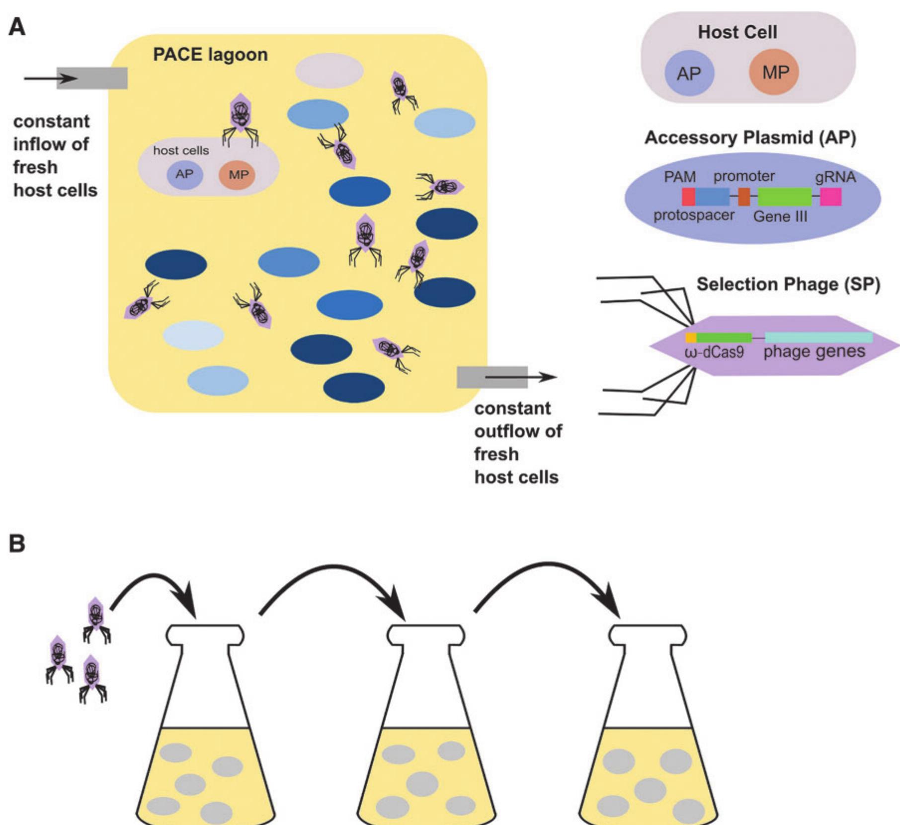 Overview of phase-assisted continuous evolution (pace) and