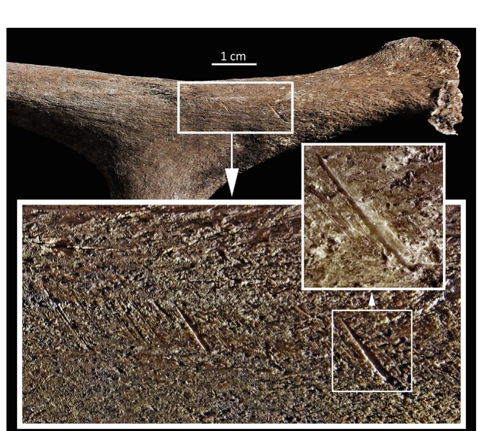 (PDF) Elephant bone breakage and surface marks made by trampling ...