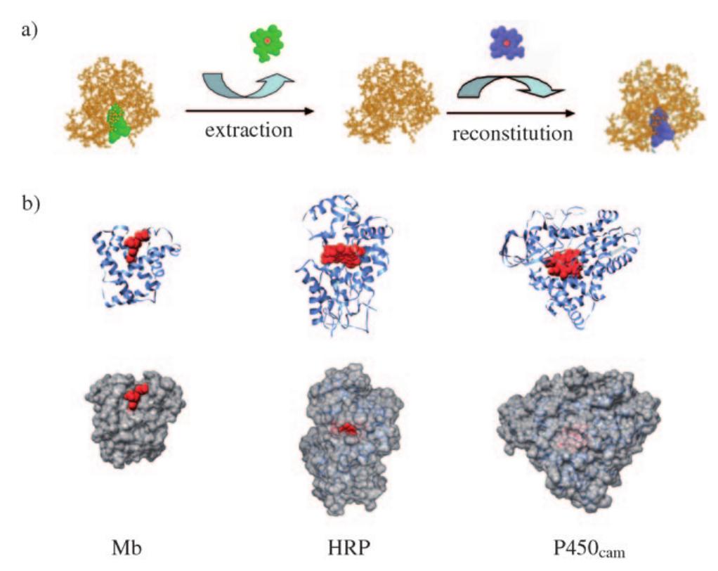 A) schematic illustration of apoenzyme reconstitution.