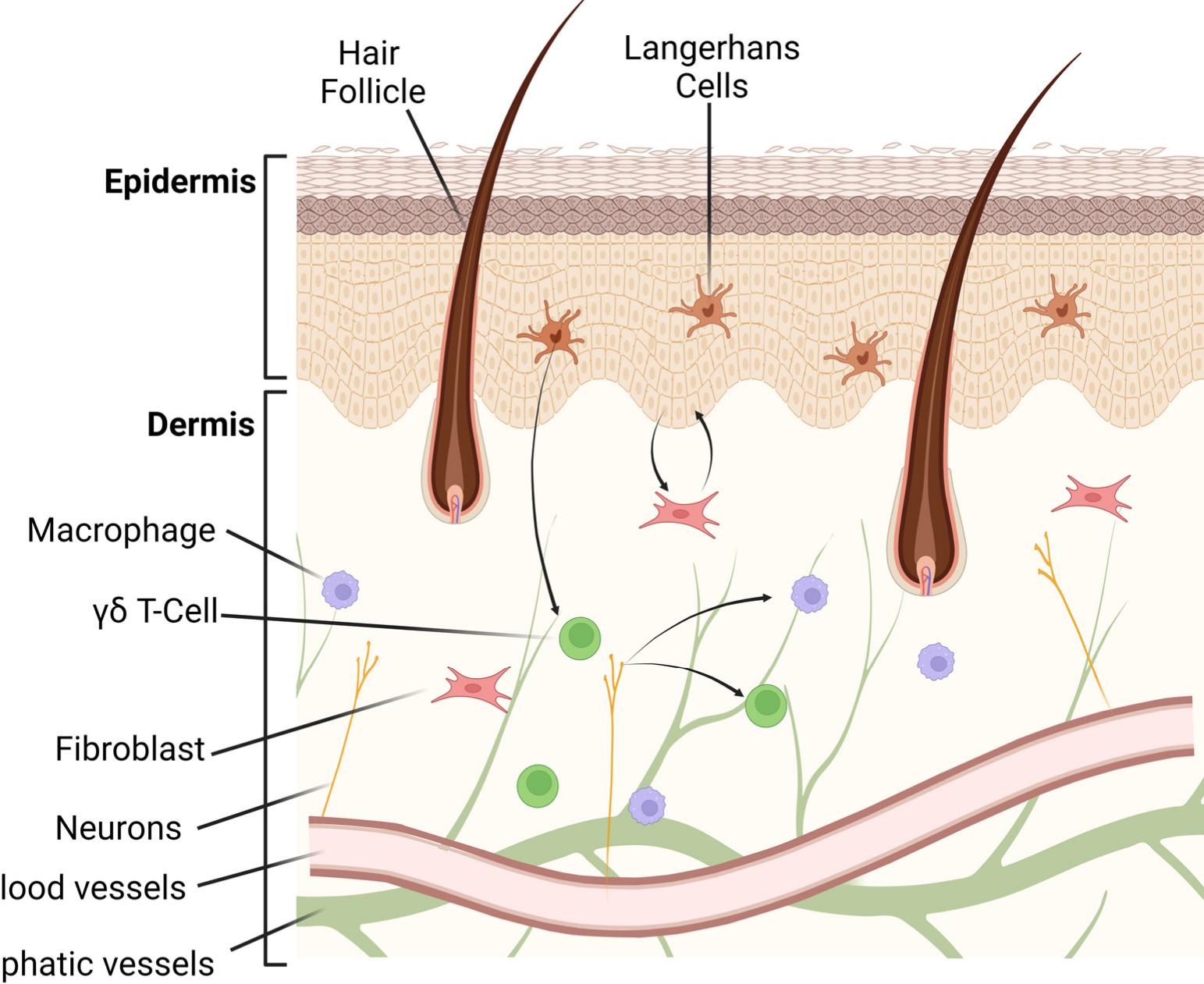 Illustration of skin components and their cell distribution.