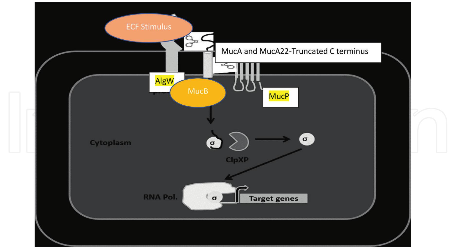 The role of pseudomonas aeruginosa dsba-1 in bacterial