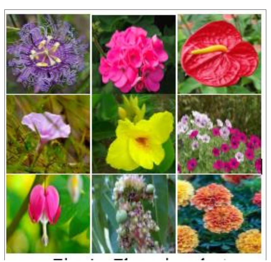 (PDF) Mango: Taxonomy and botany