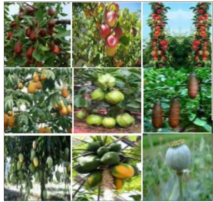 (PDF) Mango: Taxonomy and botany
