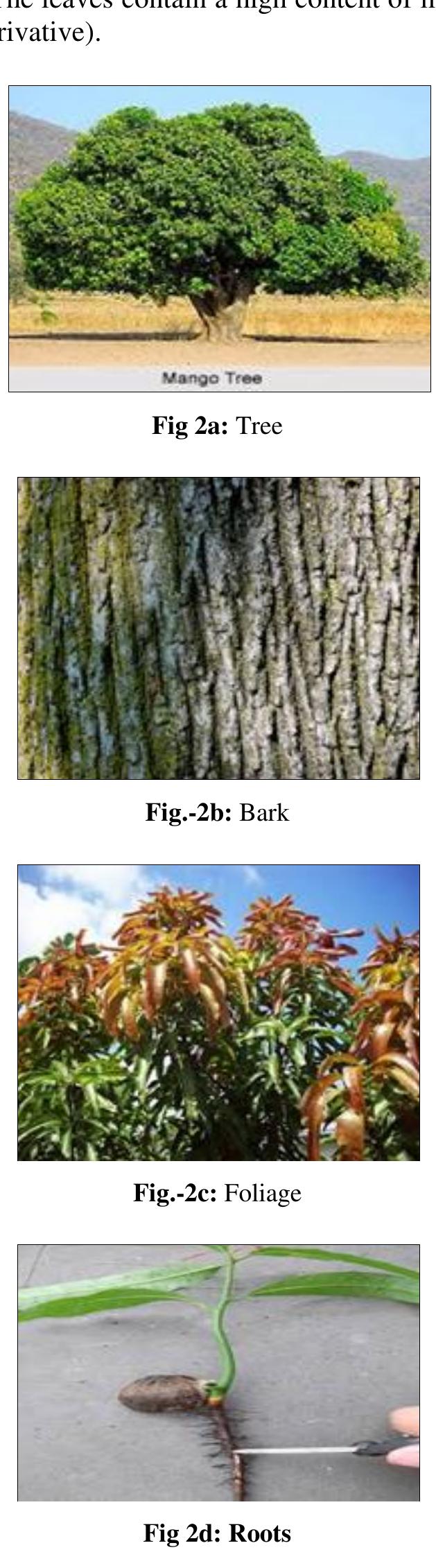 (PDF) Mango: Taxonomy and botany
