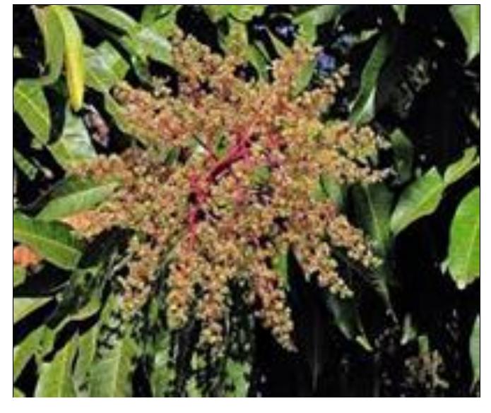 (PDF) Mango: Taxonomy and botany