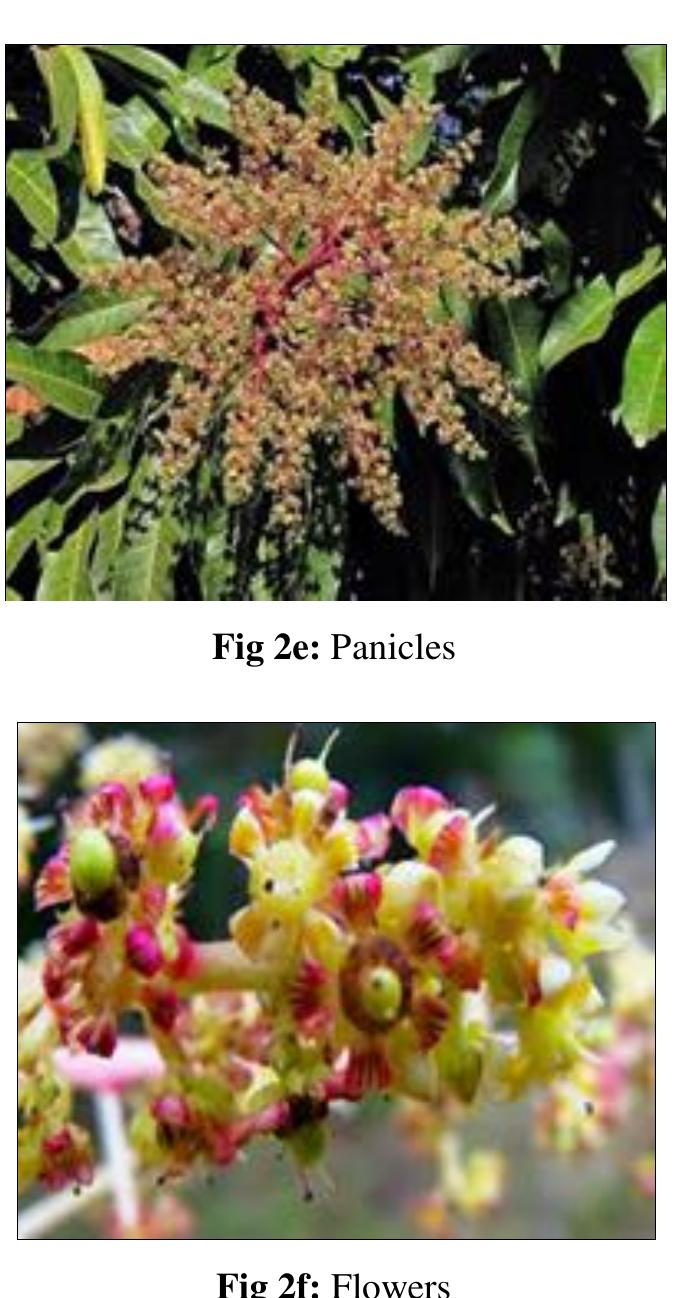 (PDF) Mango: Taxonomy and botany