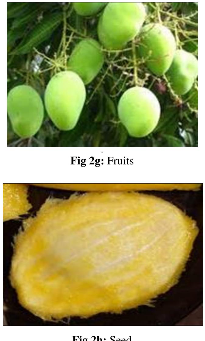 (PDF) Mango: Taxonomy and botany